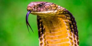 Diferenças entre animais peçonhentos e venenosos - greenMe