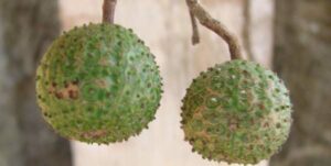 Mutamba: veja todos os benefícios para você - greenMe