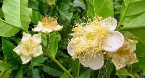 Cambuci - 10 Benefícios para tua Saúde! - greenMe