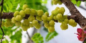 GROSELHA - Tipos, Benefícios e Usos - greenMe