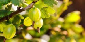 GROSELHA - Tipos, Benefícios e Usos - greenMe