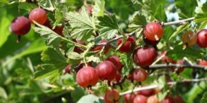 GROSELHA - Tipos, Benefícios e Usos - greenMe