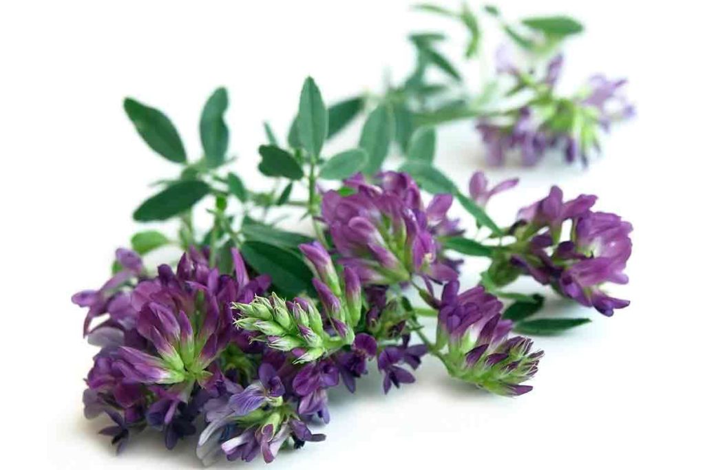 10 benefícios de Alfafa e como fazer o chá - GreenMe.com.br