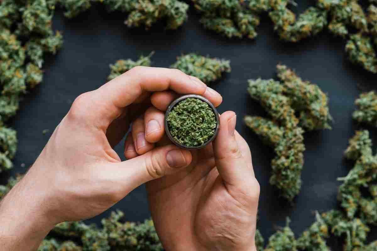 ONU retira maconha da lista de drogas pesadas - greenMe