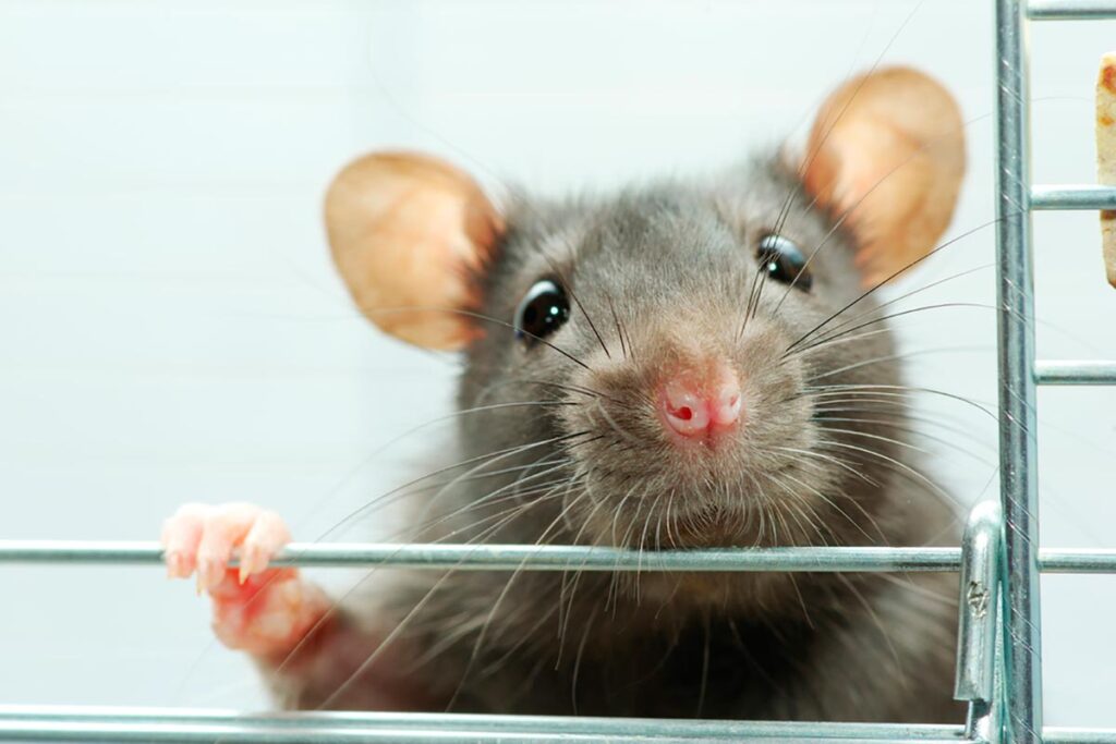 Ratos são inteligentes e limpos. Veja estas e outras razões para ter um ...