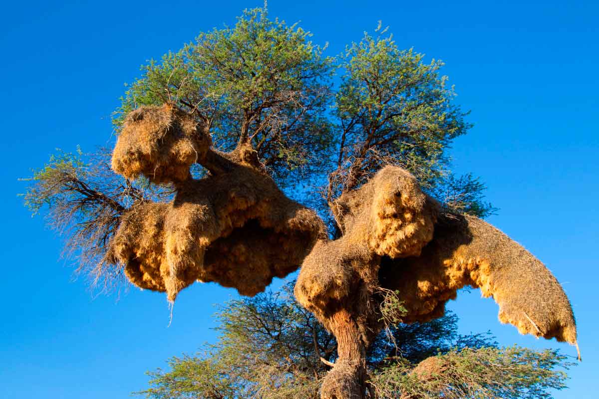 tecelão-sociável Arquivos - greenMe