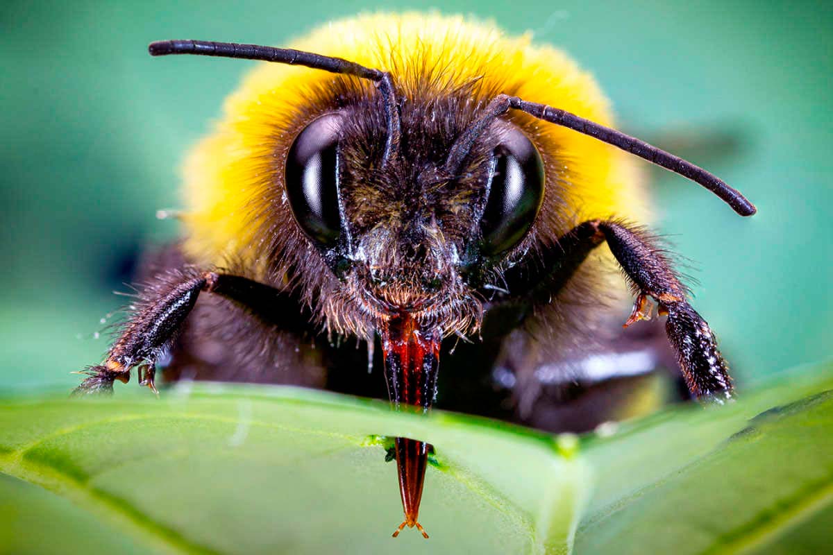 Surpreendente: as abelhas furam folhas de plantas para acelerarem a ...