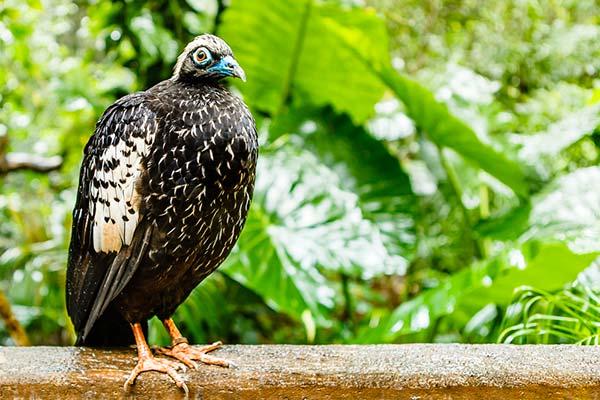 Jacutinga, ave brasileira em extinção. Nascem dois filhotes no RioZoo ...