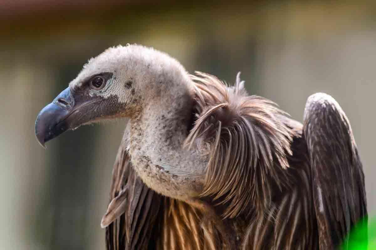 Mais de 500 abutres ameaçados de extinção morrem envenenados na África ...
