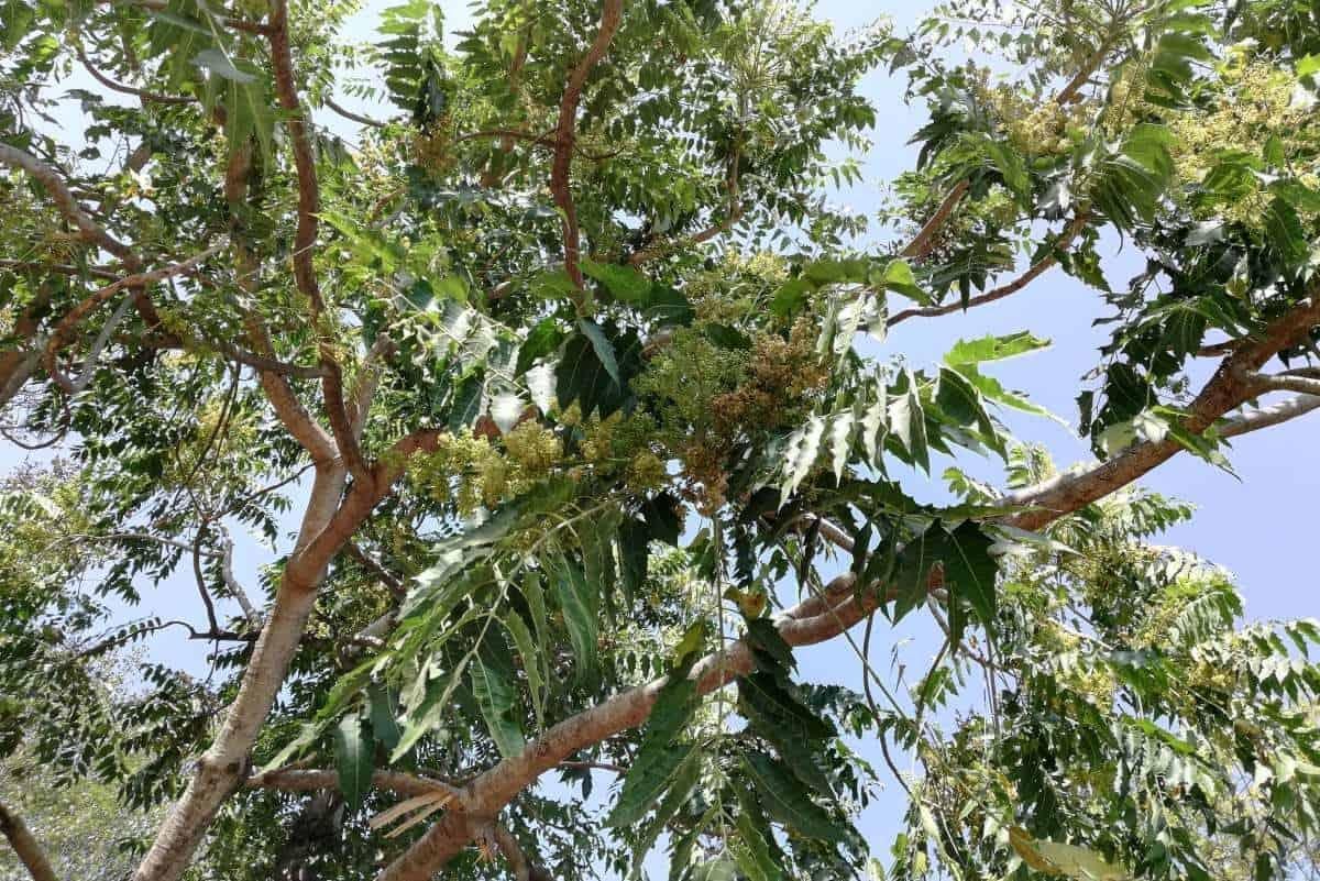 Ailanto, a árvore-do-céu. A planta que põe em risco o ambiente - greenMe