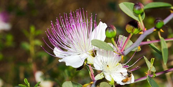 COMO PLANTAR ALCAPARRA → Uma planta que fica LINDA no muro de casa ...