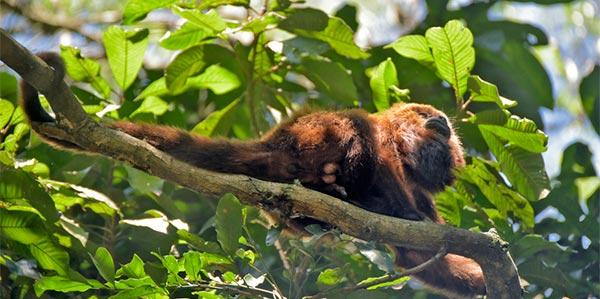 Macacos brasileiros: espécies em extinção ameaçadas pela febre amarela ...