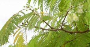 Angico – Benefícios e propriedades. Mas para que serve? - greenMe