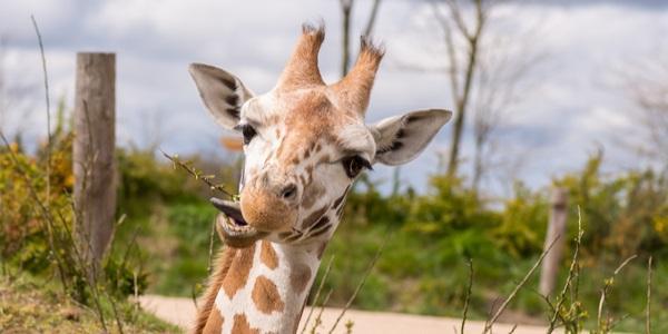 Animais Herbívoros – Exemplos, Lista e Curiosidades - greenMe