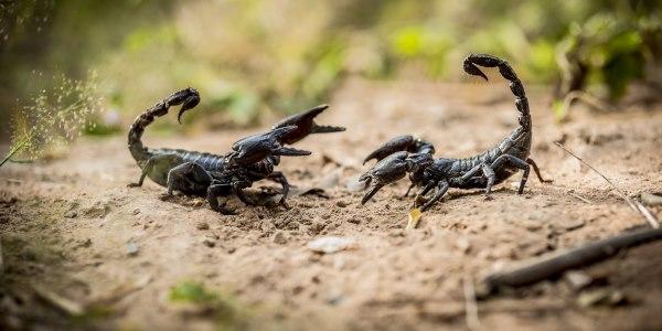 Animais invertebrados – espécies, fotos e curiosidades - greenMe