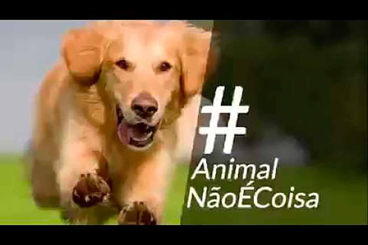 Projeto de lei 'Animal não é coisa' é aprovado pelo Senado - greenMe