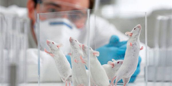 ANVISA reconhece métodos alternativos aos testes em animais - greenMe