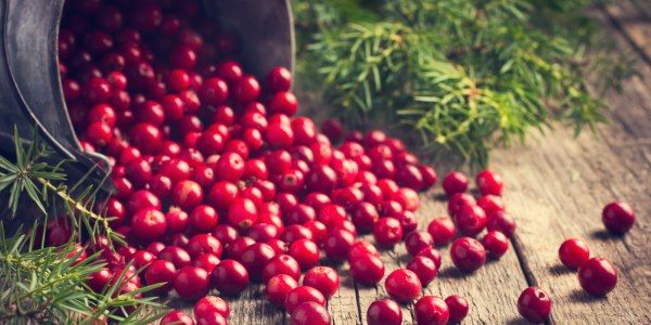Arando ou oxicoco - a cranberry de muitos usos e benefícios - greenMe