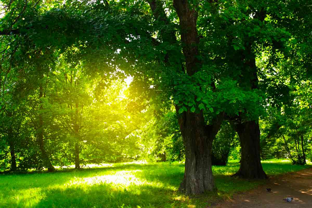 21 de setembro: conheça a importância ecológica das árvores - greenMe