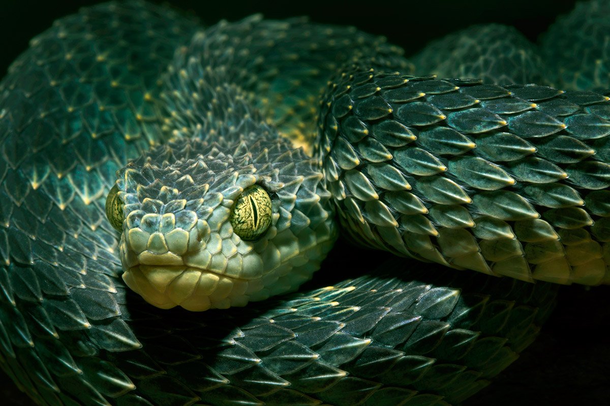 Conheça as víboras-das-árvores: apesar de amedrontadoras, são ...