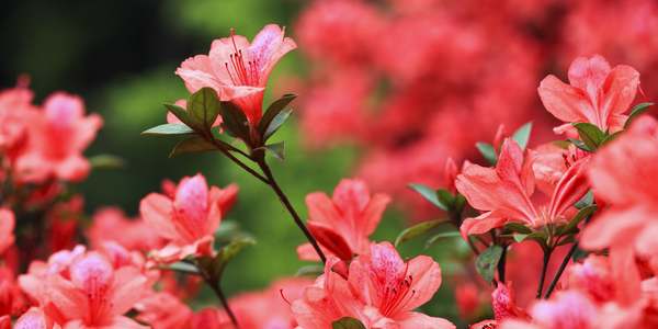 Azaleia - algumas dicas de cultivo - greenMe