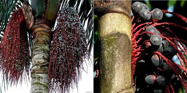 Bacaba – Benefícios e modo de usar - greenMe