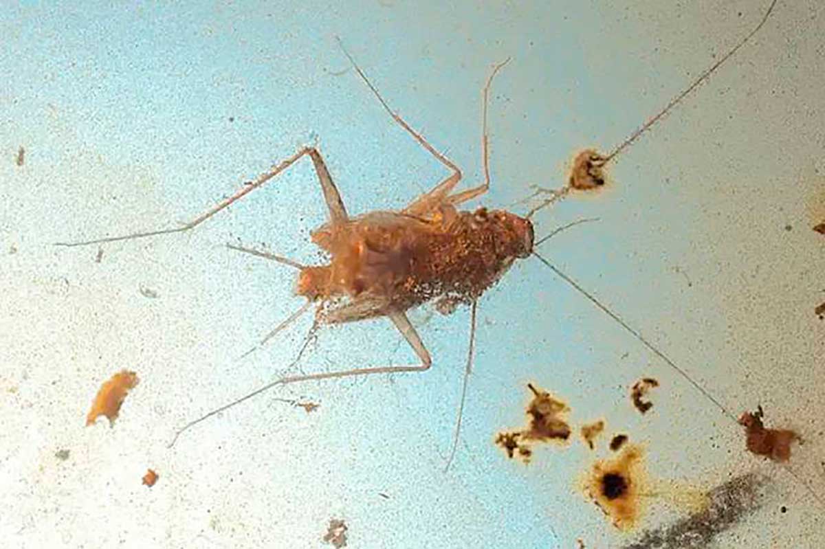 Descoberta uma barata que viveu há 99 milhões de anos. Ela é da época ...