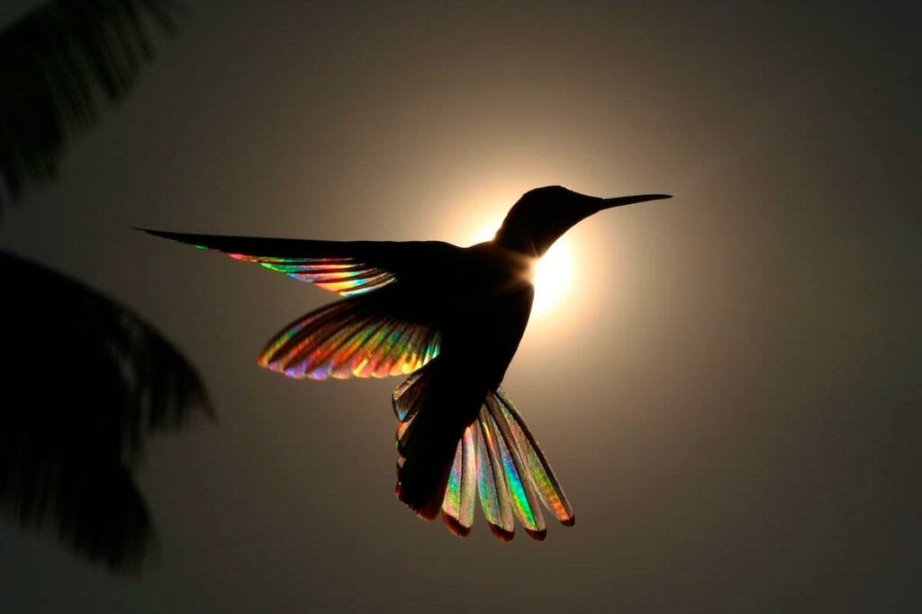Beija-Flor-Maravilhoso (Loddigesia mirabilis): Um Espetáculo da ...