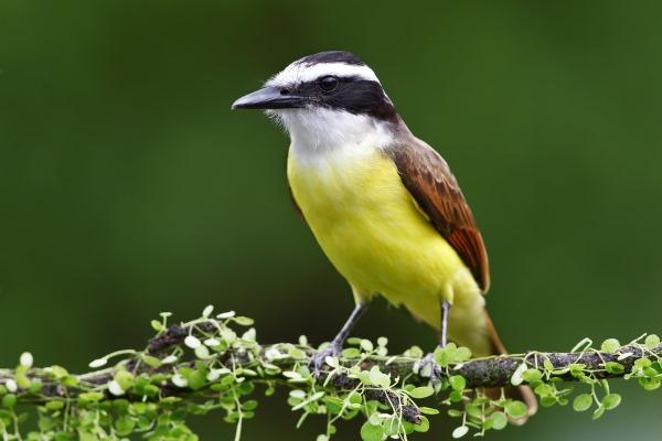 Como vivem os bem-te-vis? Curiosidades e Importância Ecológica - greenMe