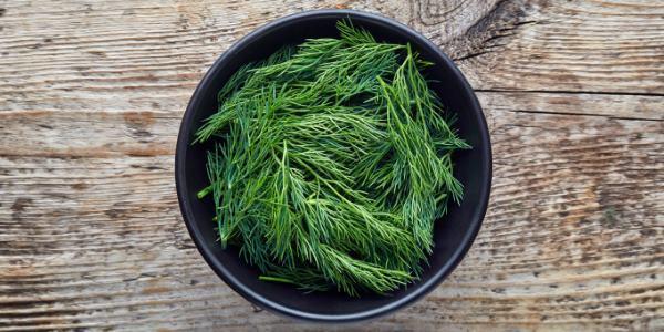 Endro – 10 benefícios para a saúde e como usá-lo - greenMe