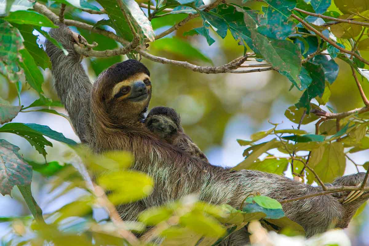 Bicho-Preguiça - Curiosidades do animal conhecido como o mais lento do ...