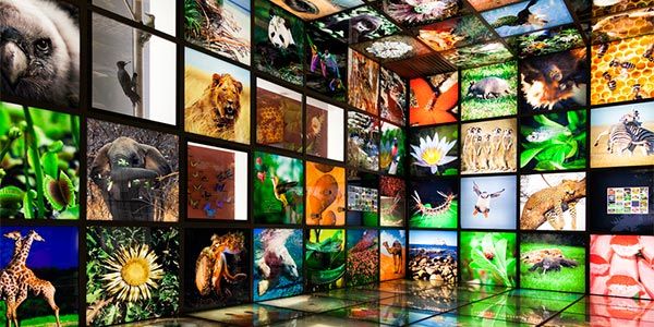 Biodiversidade – o que é e por que é importante? - greenMe