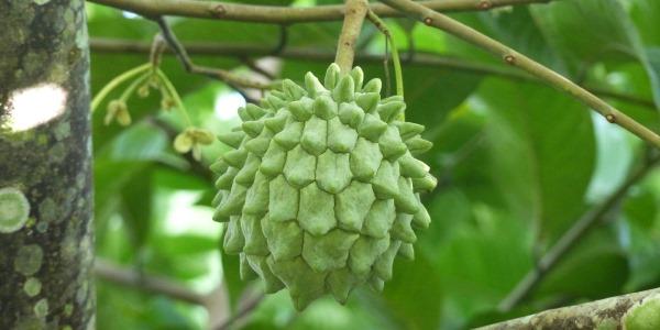 Biribá - uma Fruta-do-Conde Diferente, Grande e Muito Útil - greenMe