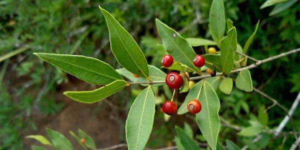 Murta comum brasileira → Que Planta é Essa? Seus Usos e Propriedades ...