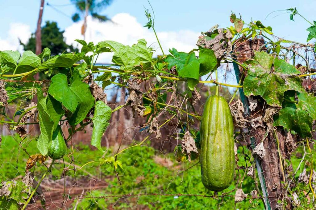 Bucha vegetal: resgate essa maravilha, ajude o meio ambiente. Veja ...