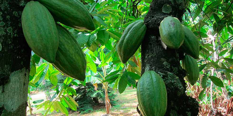 Cacau no Brasil: cultivo sustentável, renda e recuperação de áreas ...