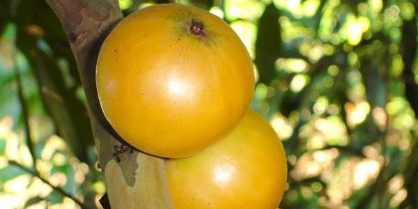 Cambucá - uma árvore nossa! Benefícios e como plantar - greenMe