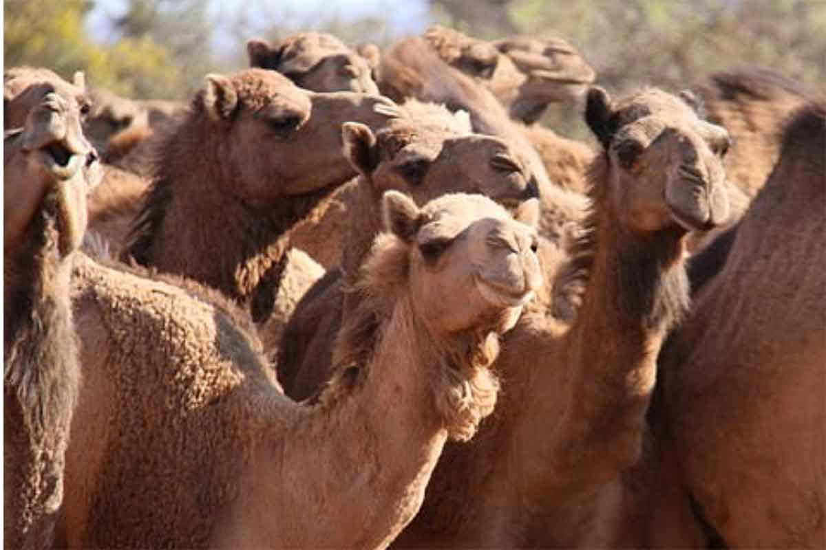 Já são 1500 camelos abatidos na Austrália. Somalis pedem o fim do ...