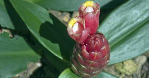 Cana do Brejo: todos os benefícios e como usar - greenMe