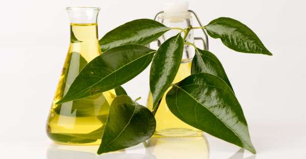 Cânfora: benefícios, propriedades medicinais e como usar - greenMe