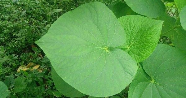 Capeba, o chá para combater a cistite e não só. Veja como usar! - greenMe