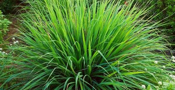 Capim-santo: benefícios, usos medicinais, óleo essencial e chá - greenMe