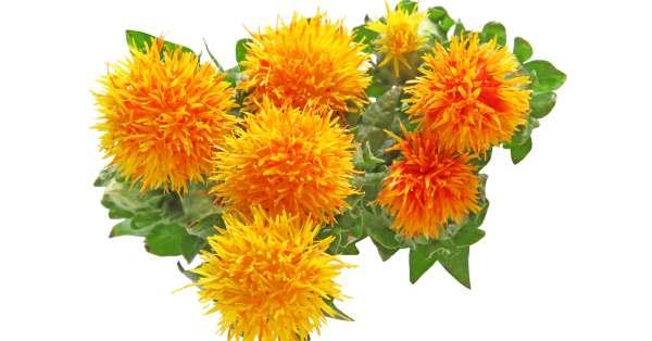 Cártamo: o que é, como consumir e para o que serve - greenMe