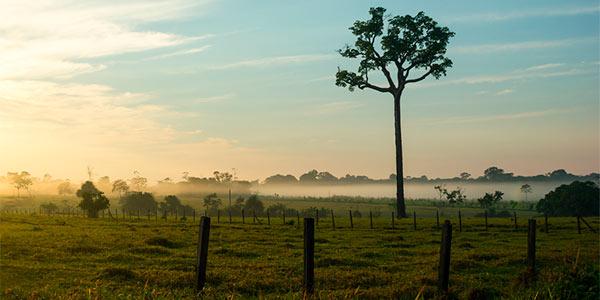 Castanheira, a rainha da floresta está em extinção: conheça os ...