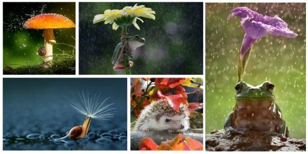 15 maneiras para se proteger naturalmente da chuva (segundo os animais ...