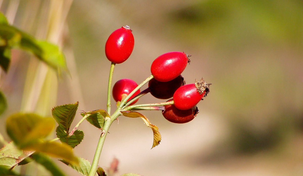 Cinórrodo: o pseudofruto que contém altíssimo teor de vitamina C - greenMe
