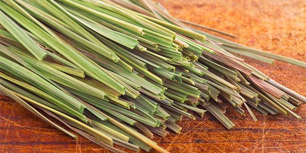 Citronela: usos e propriedades medicinais - greenMe