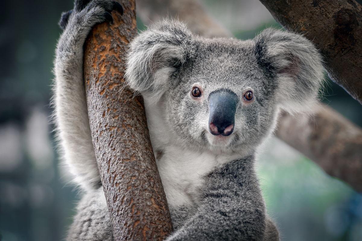 Coala: curiosidades e fatos interessantes que você desconhece - greenMe