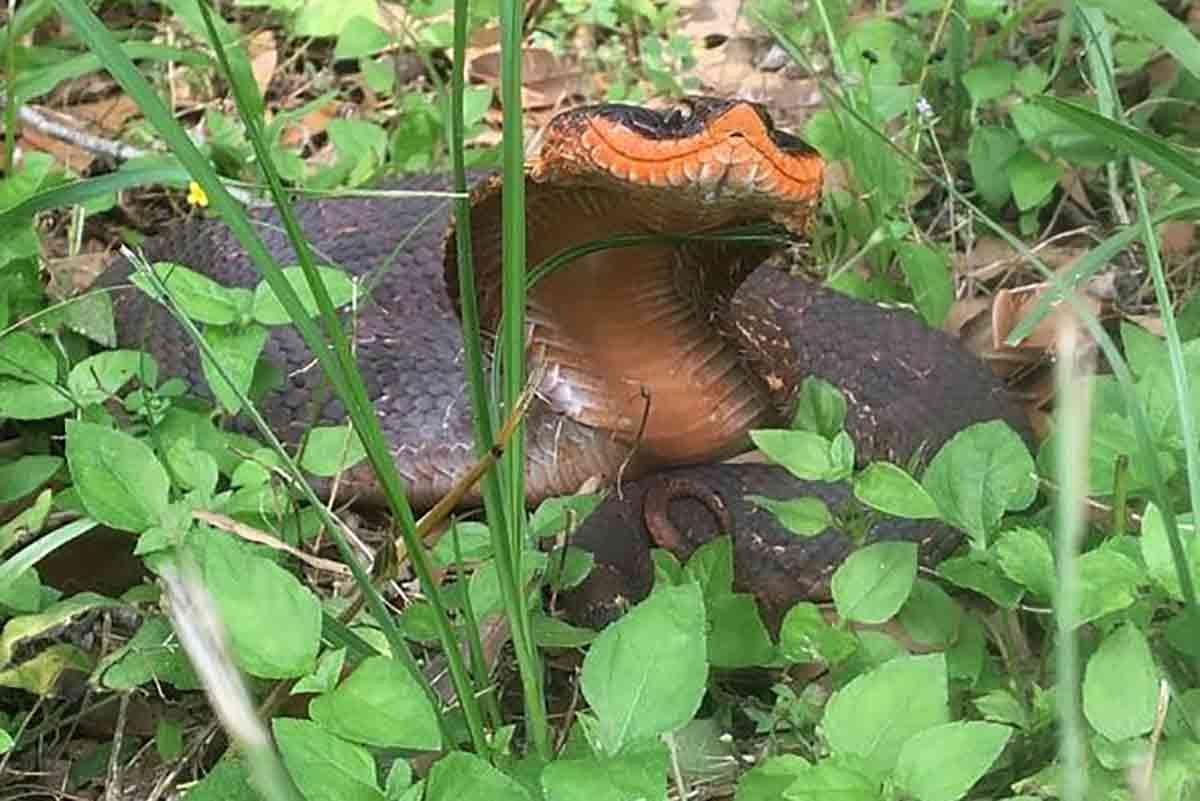 Conheça a Cobra sorridente que vive no Texas - greenMe