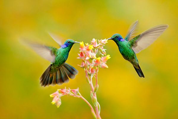 Faça do teu jardim um lugar atrativo para os colibris - greenMe